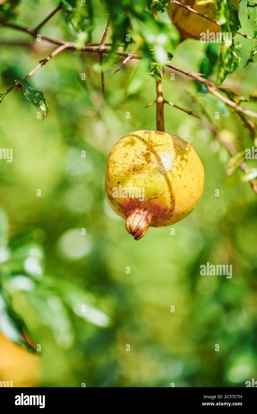Shrubbery cutouts hi-res stock photography and images - Alamy