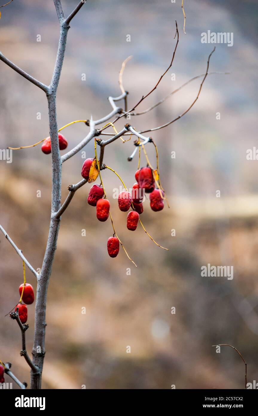 Jujube li hi-res stock photography and images - Alamy