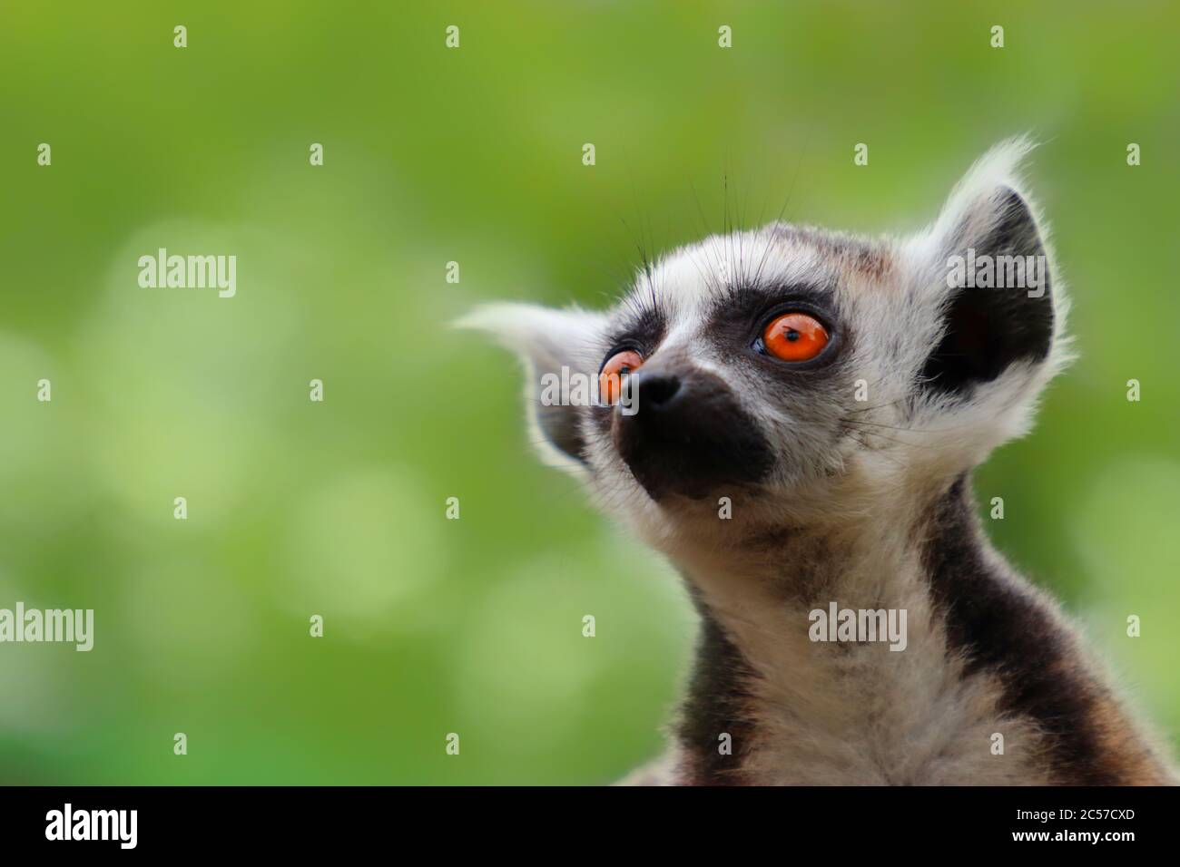 Little popular monkey - lemur on the green backtround. Photo from ...