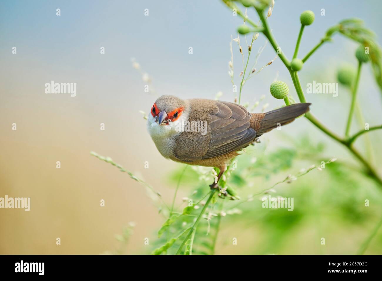 Wave branch (Estrilda astrild) sitting on a branch, Hawaiian island of ...