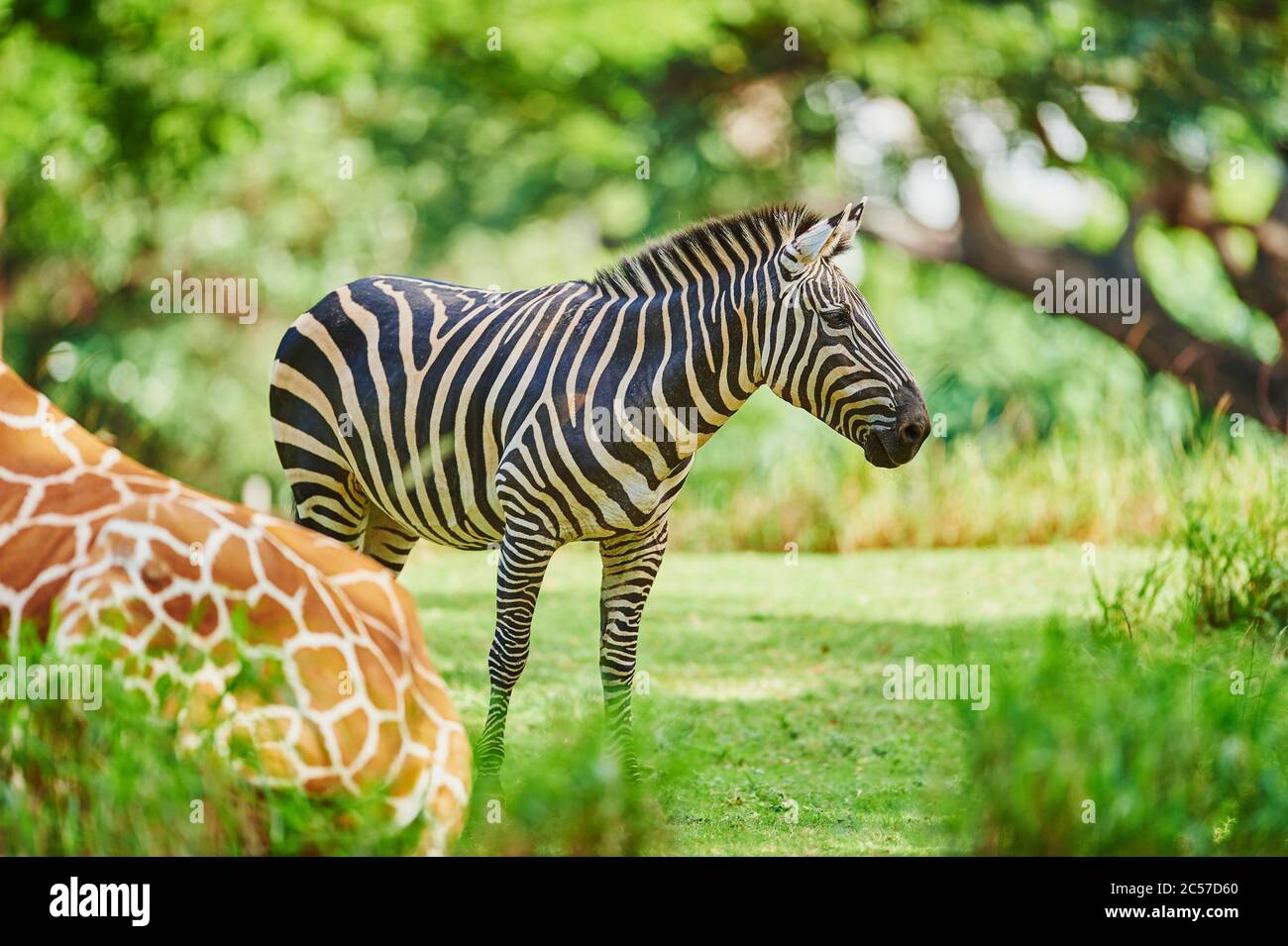 Steppe zebra (Equus quagga) in savannah, captive, Hawaii, USA Stock ...