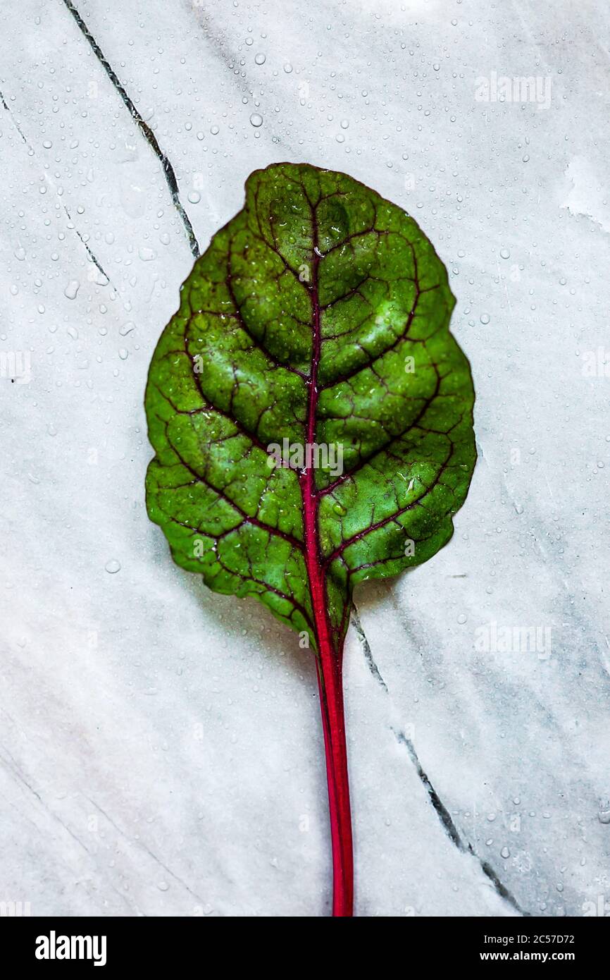 Mangold leaf hi-res stock photography and images - Alamy