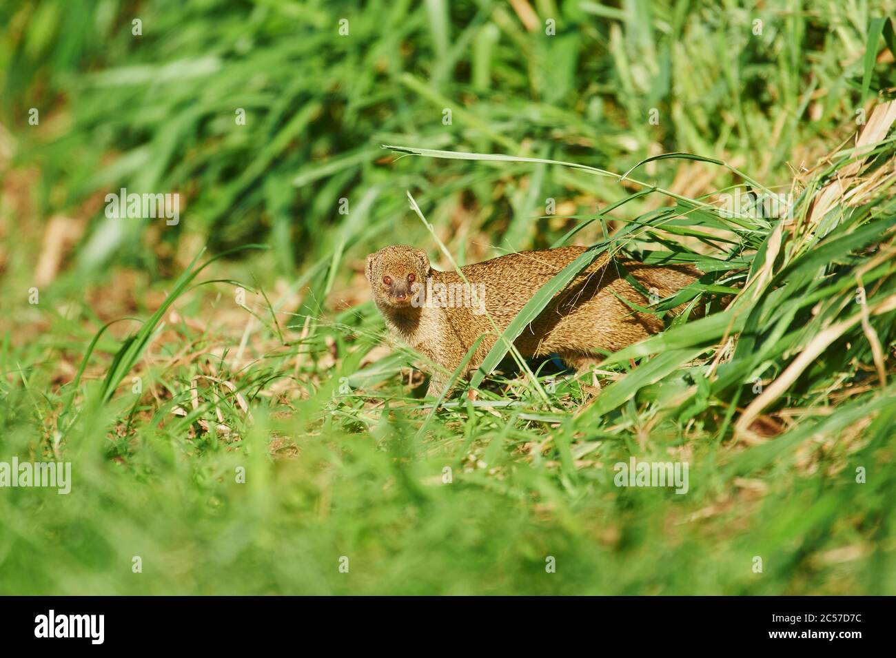 Mongoose hawaii hi-res stock photography and images - Alamy