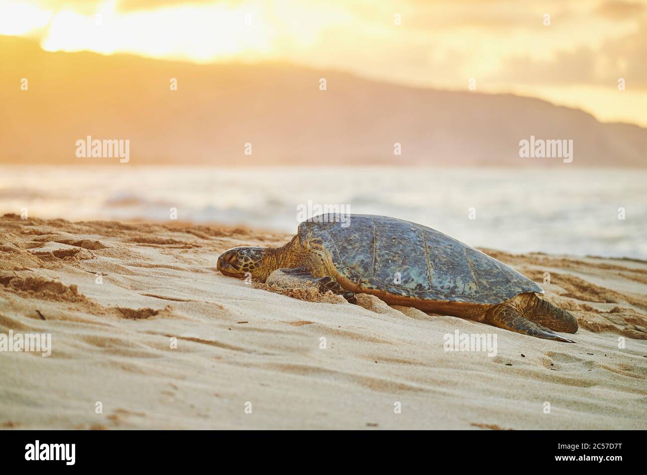 Hawaii turtle bay turtles hi-res stock photography and images - Alamy