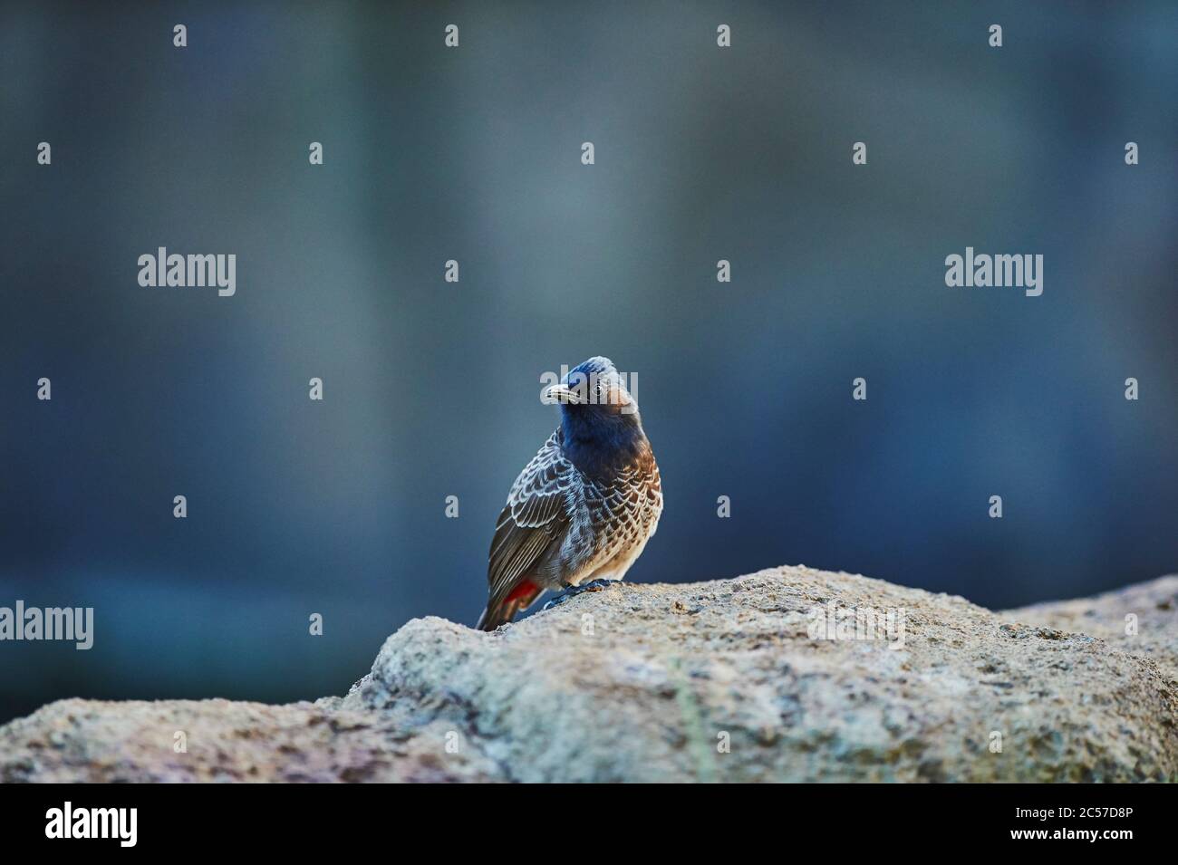 Sußbülbül (Pycnonotus cafer), sitting, branch, frontal, Oahu, Hawaii ...