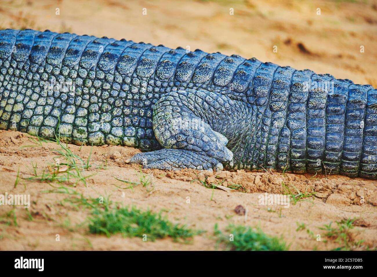 Gangesgavial (Gavialis gangeticus) rump, sideways, tail base, hind legs ...