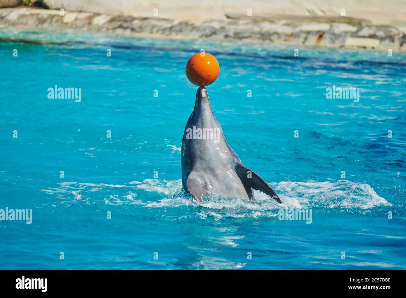 Bottlenose dolphin, Tursiops truncatus, swimming sideways, Oahu Island ...