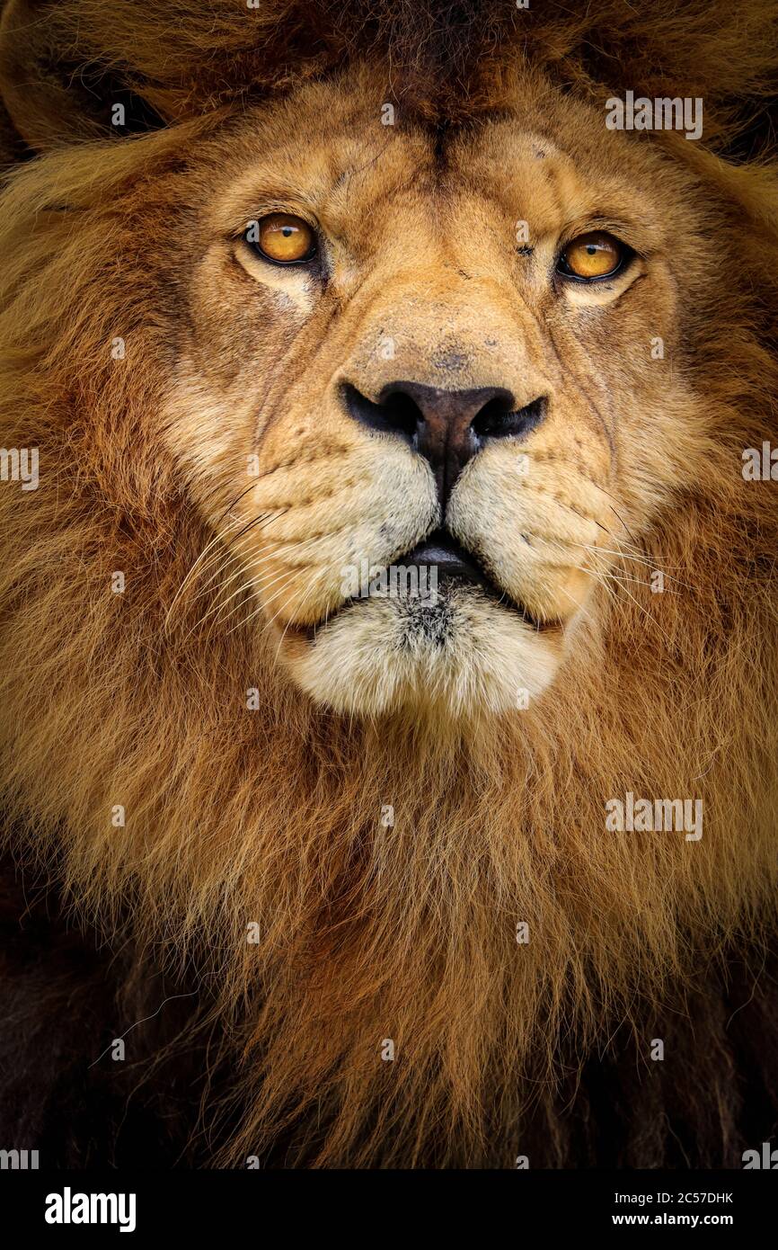 Detail portrait lion. Face lion. Photo from animal world. Photo in high ...