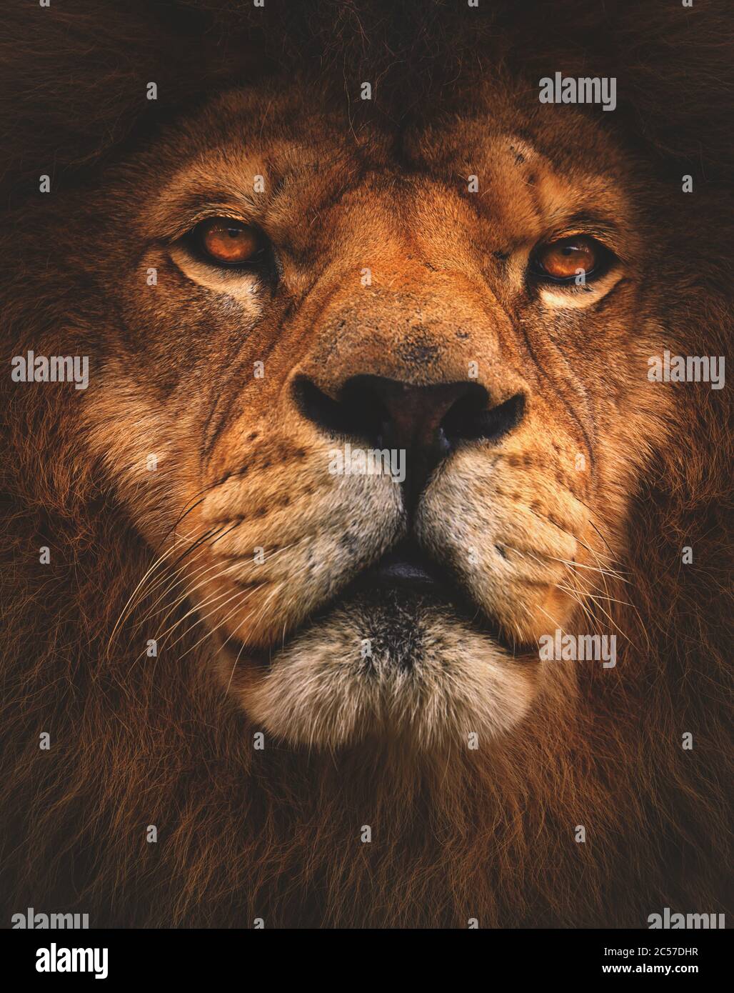 Distinctive, matte lion's portrait. Portrait lion. Photo from animal ...