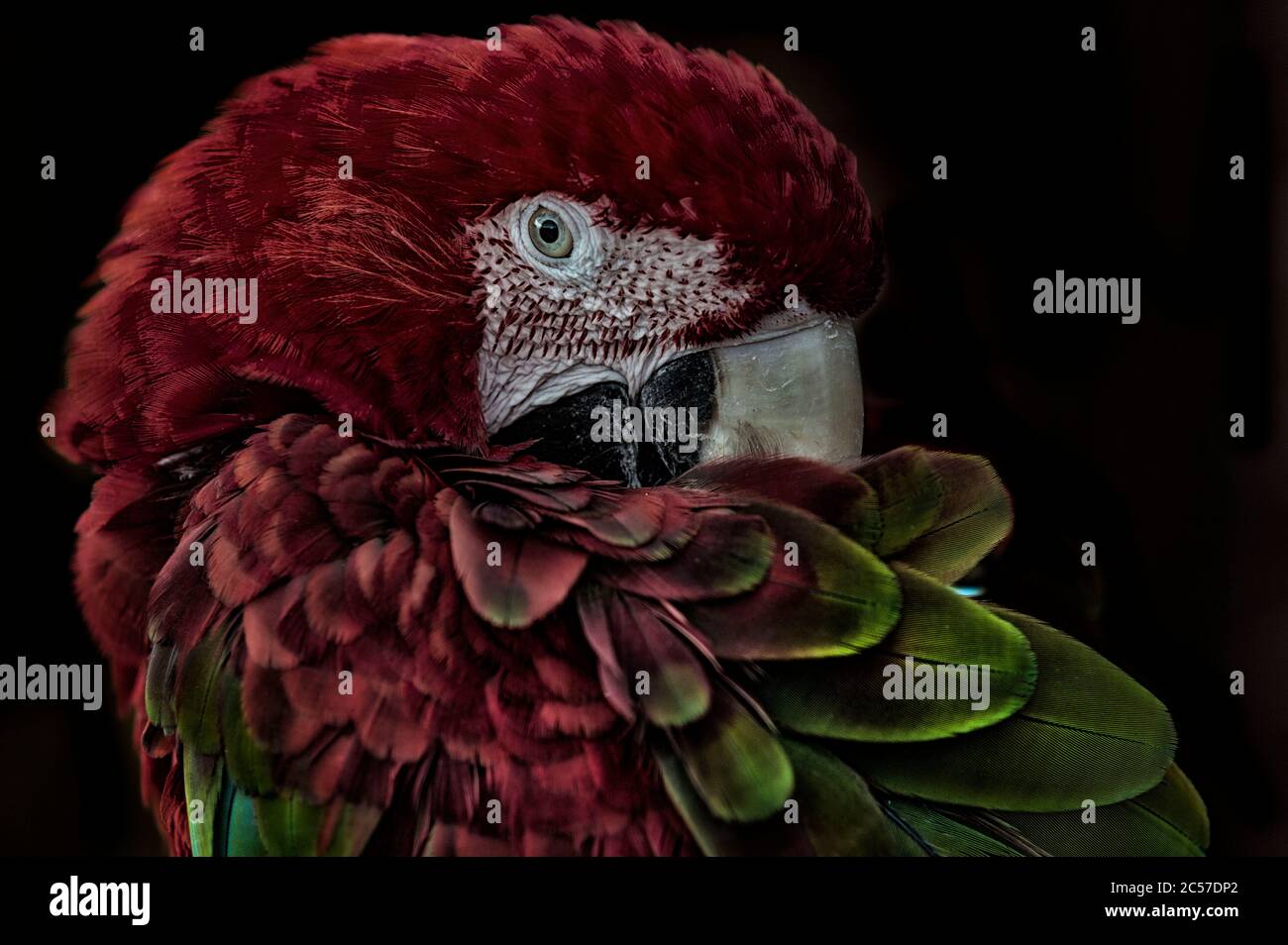 Macow bird hi-res stock photography and images - Alamy