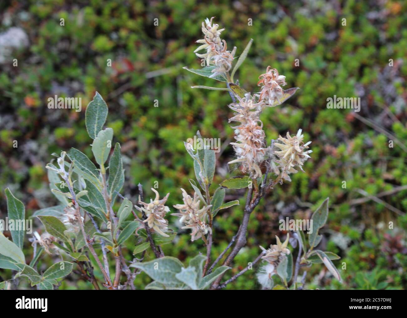 Downy willow hi-res stock photography and images - Alamy