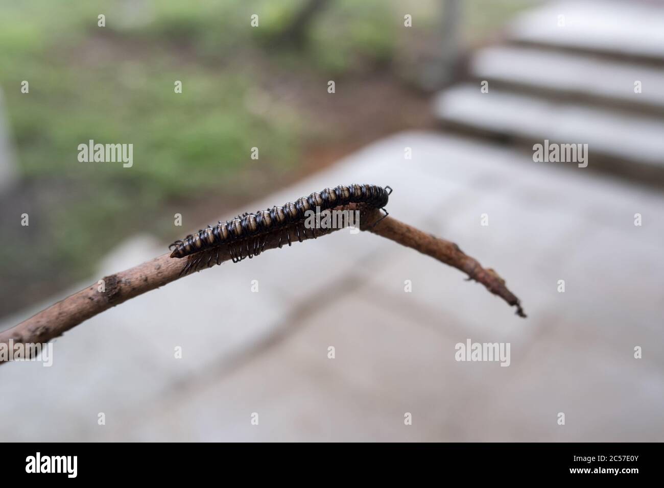 Macro shot of a small millipede on a tree branch outdoors during ...
