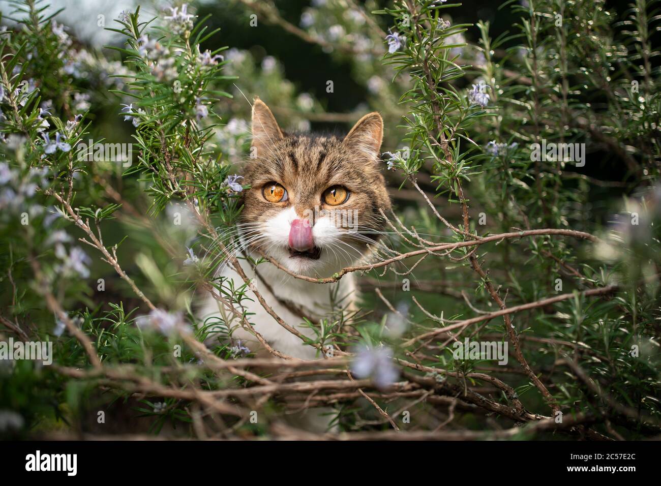 tabby white british shorthair cat hiding in rosemary bush licking over ...