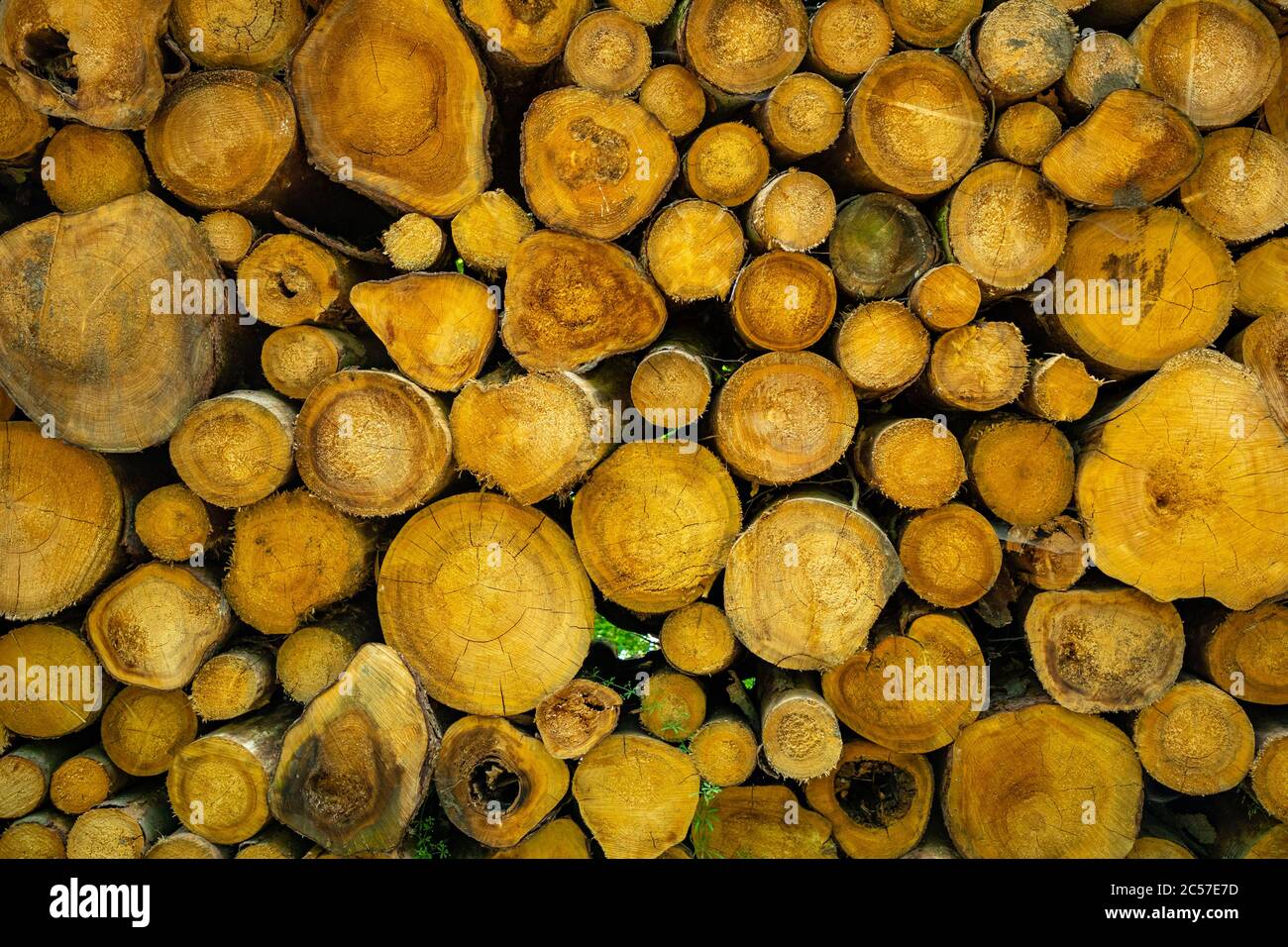 Wooden natural sawn logs as background, a lot of sawn tree Stock Photo ...
