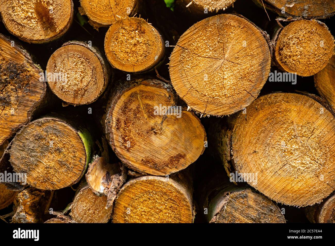 Wooden natural sawn logs as background, a lot of sawn tree Stock Photo ...