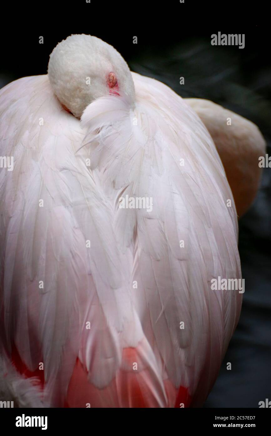 Sleep flamingo. Popular bird - flamingo. Flamingo has a rest. Photo ...