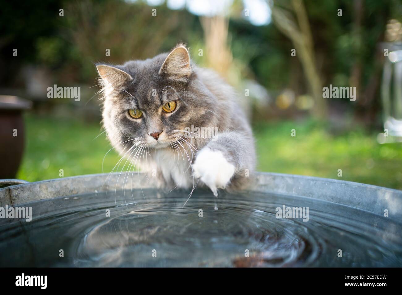 Blue tabby white maine coon cat playing with water in metal bucket ...
