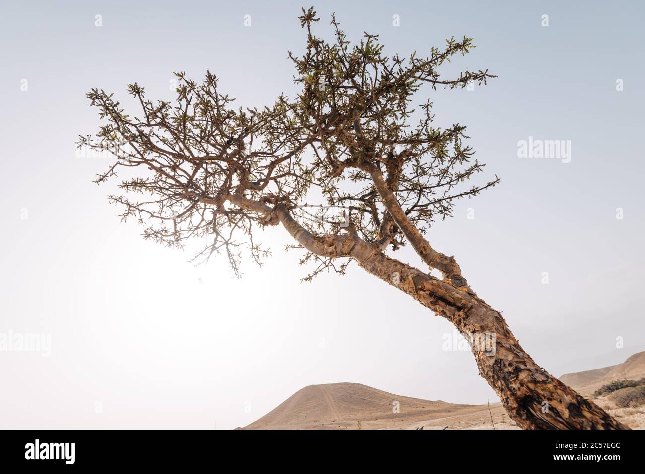 Frankincense Trees In Oman High Resolution Stock Photography and Images ...