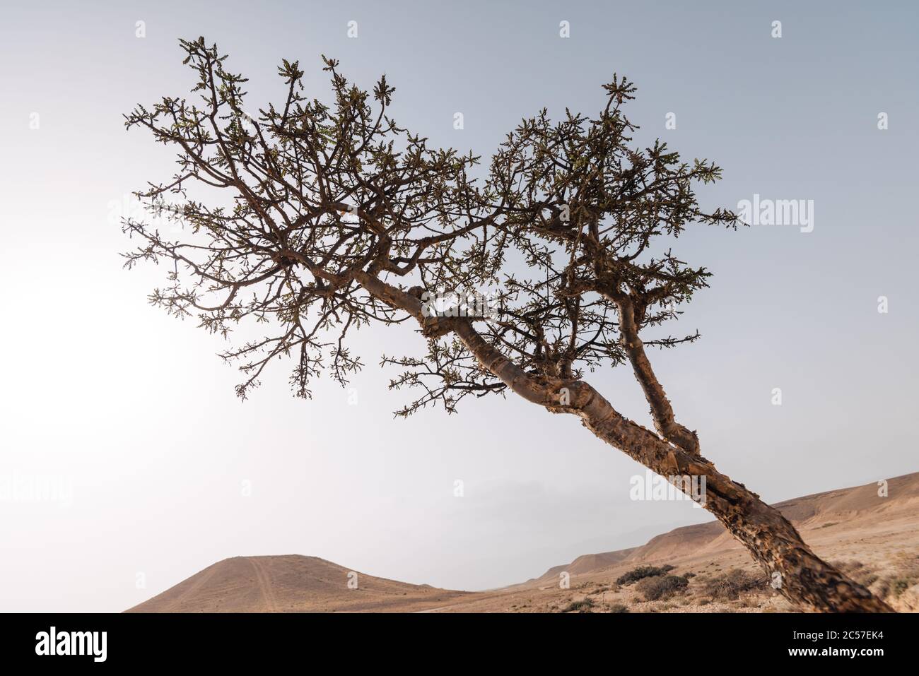Frankincense trees in oman hi-res stock photography and images - Alamy