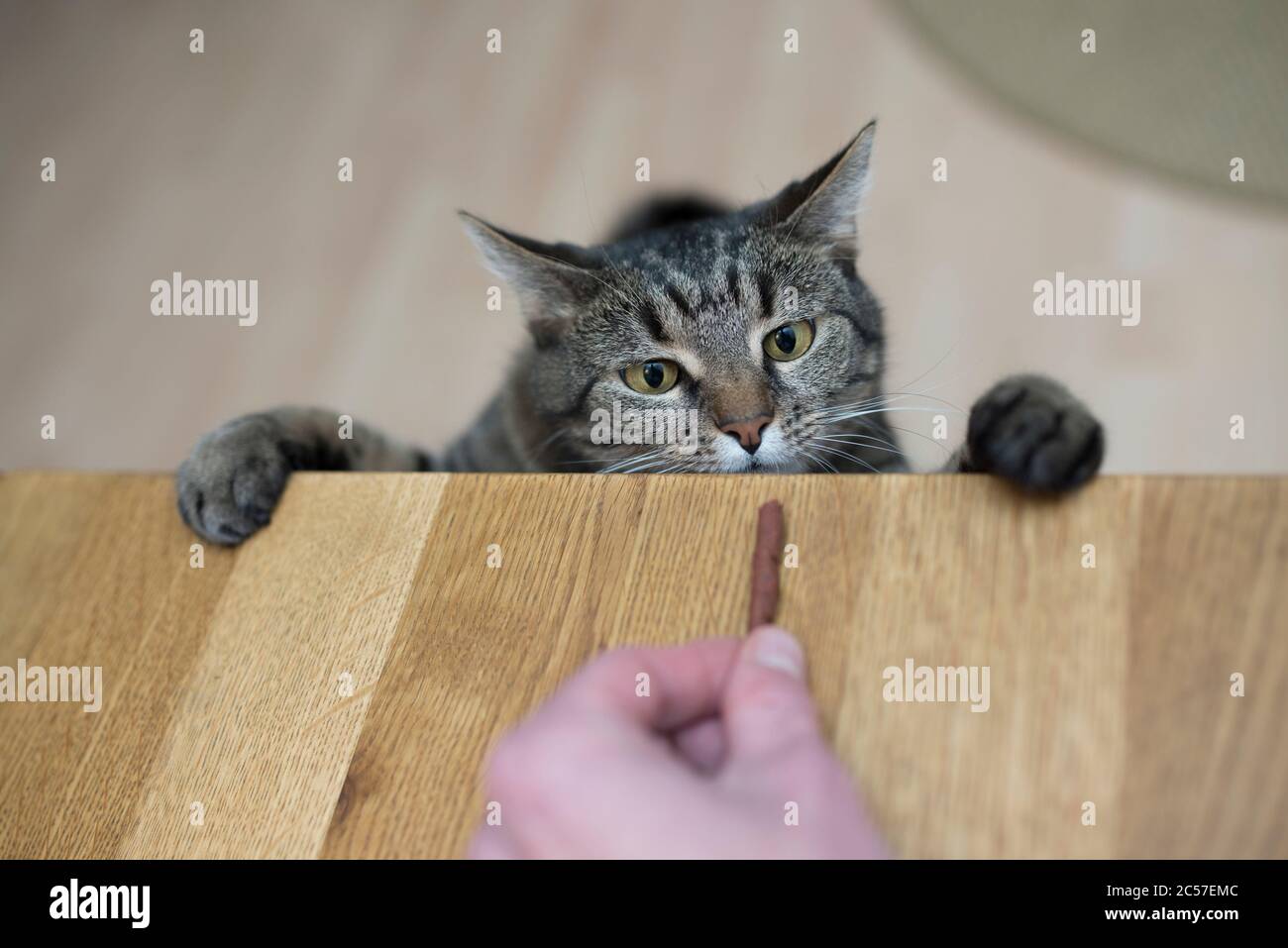 tabby cat rearing up on table getting fed by human hand Stock Photo - Alamy