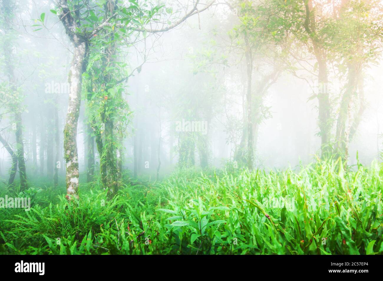 Tropical rainforest tree trunks hi-res stock photography and images - Alamy