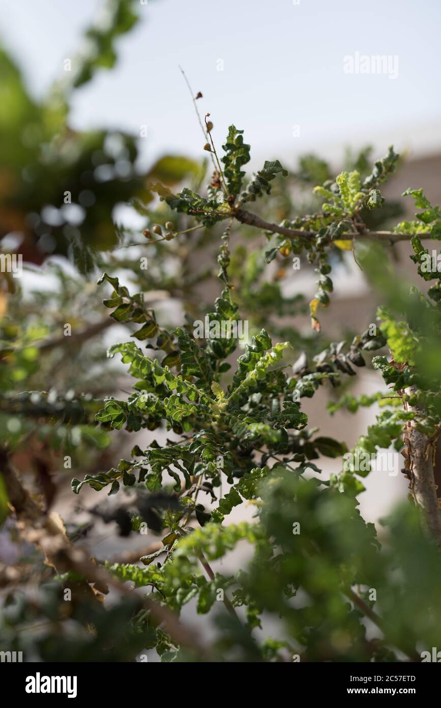 Boswellia tree sap hi-res stock photography and images - Alamy