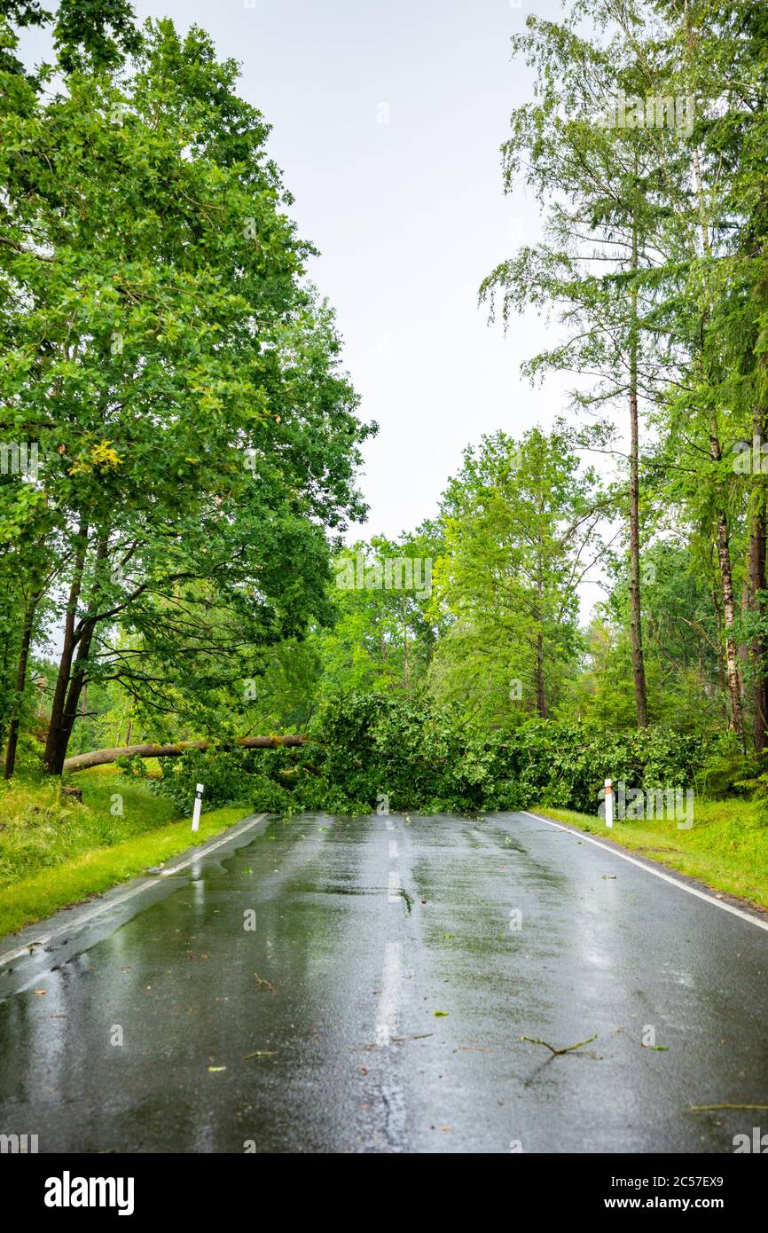 Tree across the road hi-res stock photography and images - Alamy