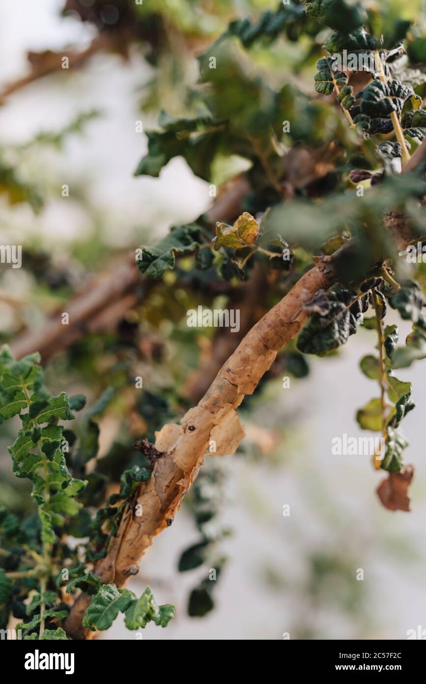 Frankincense trees in oman hi-res stock photography and images - Alamy