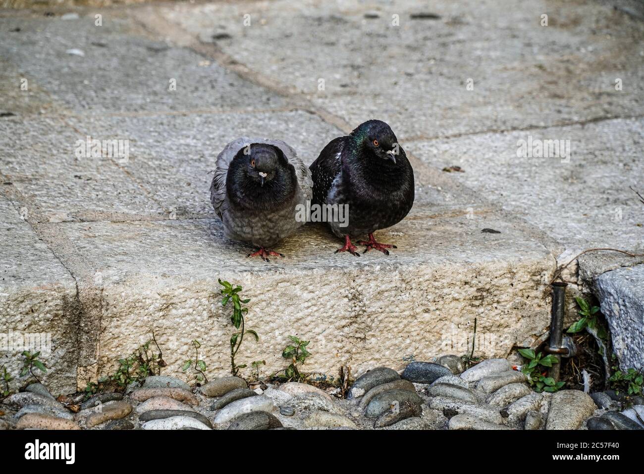 Pigeons sitting on rocks hi-res stock photography and images - Alamy