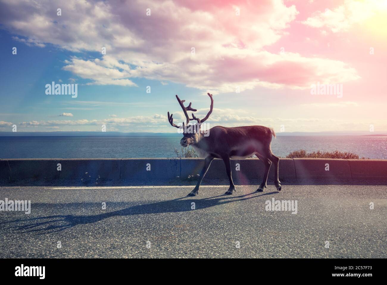 Wild Deer walking on the road. View from car window Stock Photo - Alamy