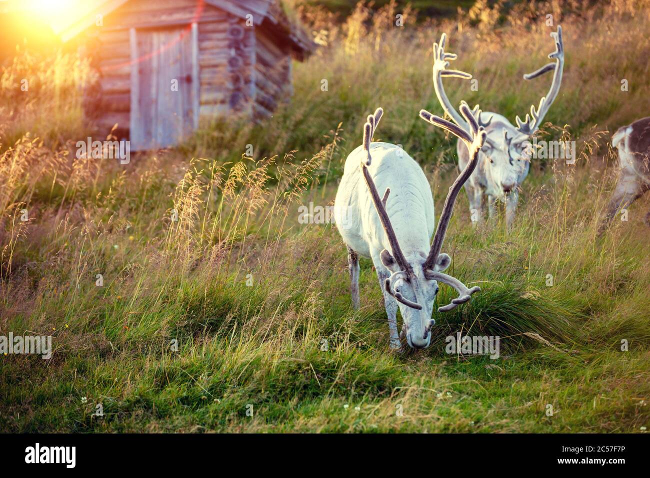 Tundra hut hi-res stock photography and images - Alamy