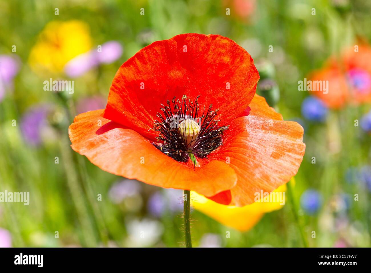 Red poppy close up a common wild flower garden plant used in ...