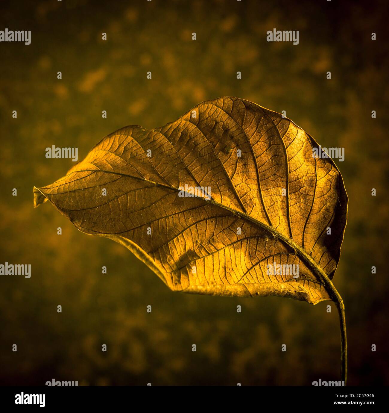 Close shot dead leaf hi-res stock photography and images - Alamy
