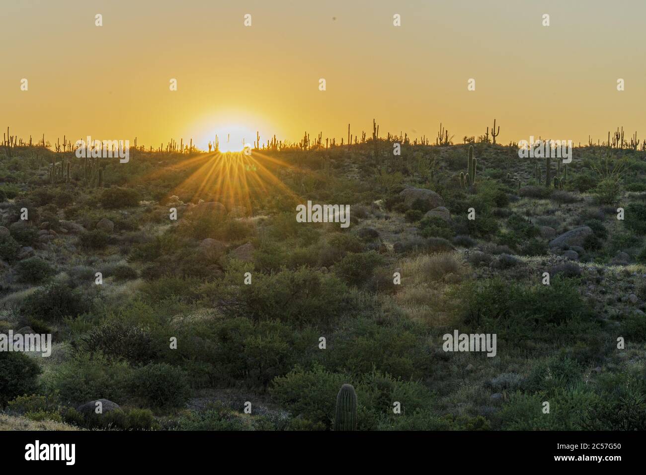 Beautiful scenery of the morning sun in the Sonoran desert Stock Photo ...