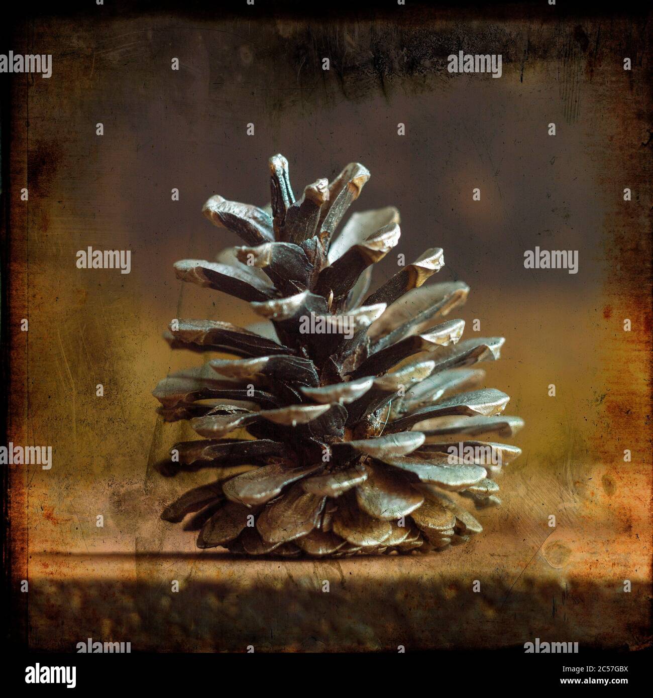 Close up textured pine hi-res stock photography and images - Alamy