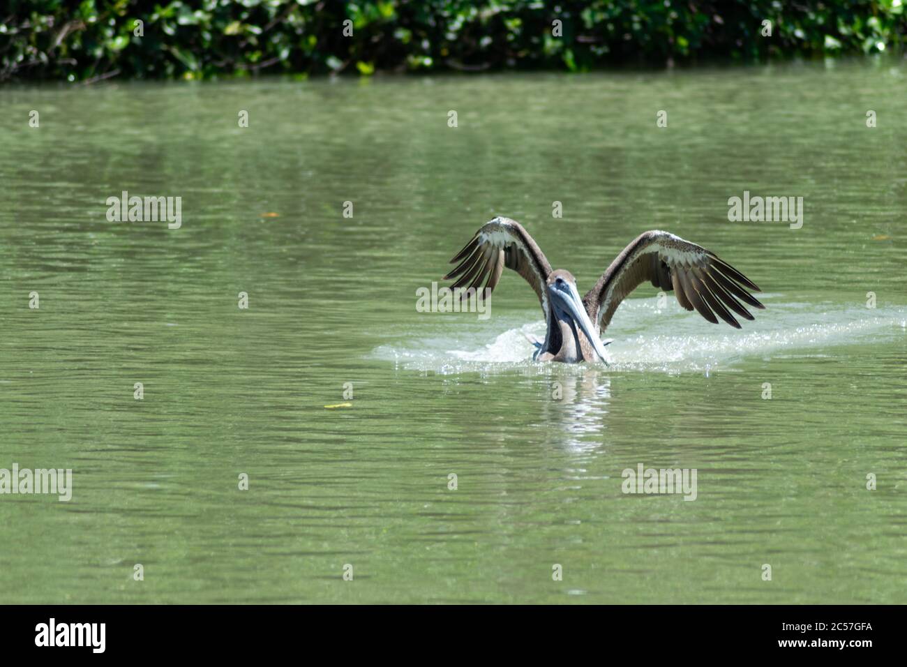 Grey stork swimming in the lake during daytime Stock Photo - Alamy