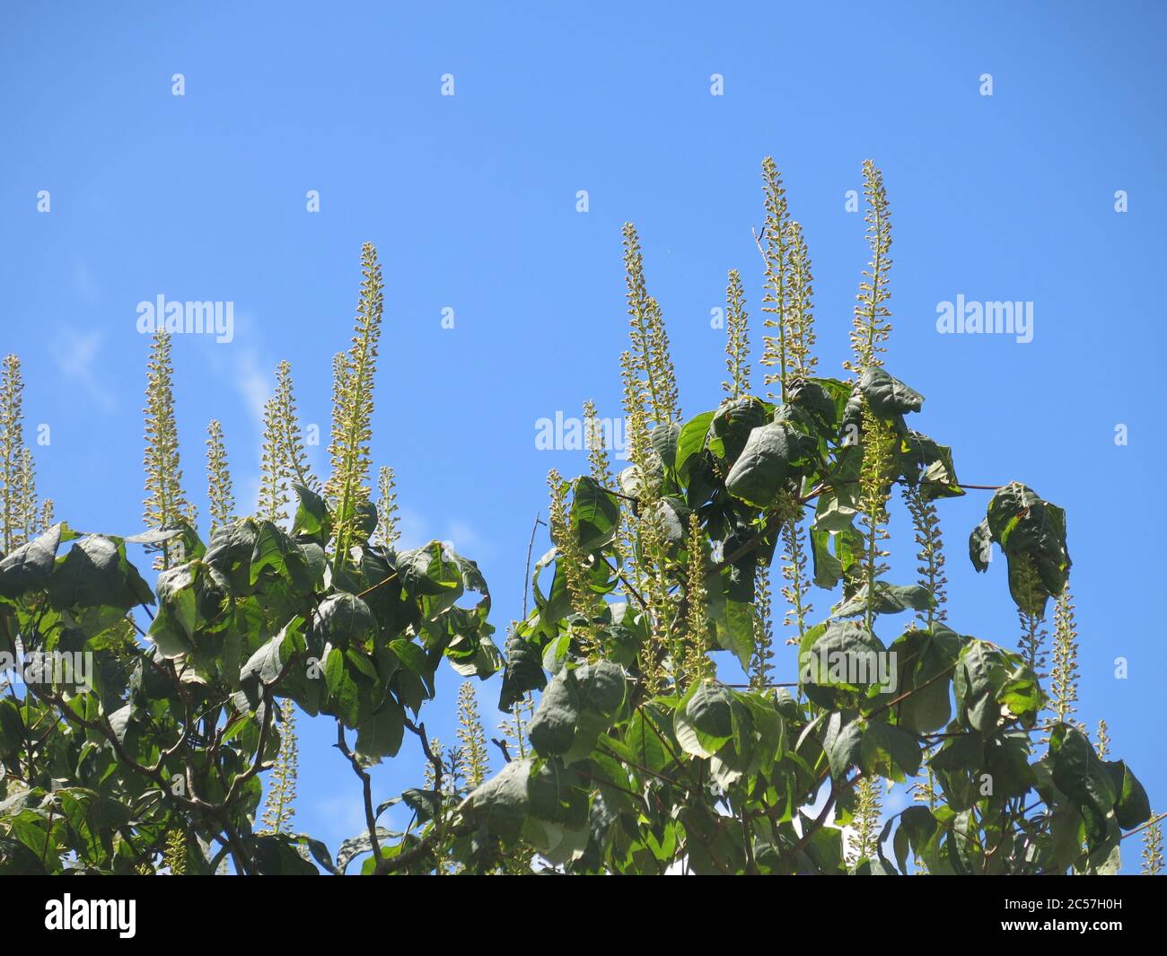 Close-up of the tall and erect creamy yellow panicles of the dwarf ...