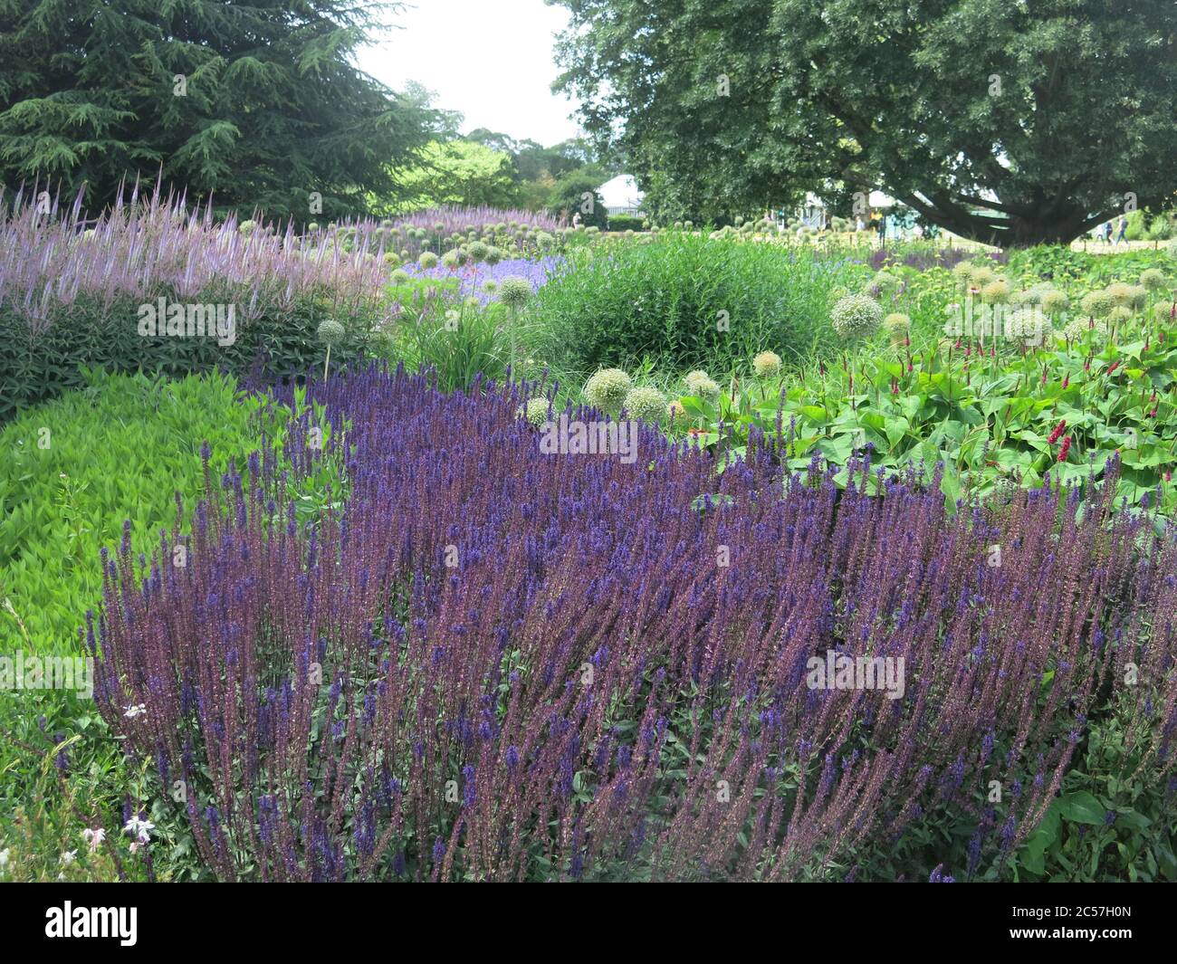 Colourful planting schemes are a feast for the eyes in the herbaceous ...