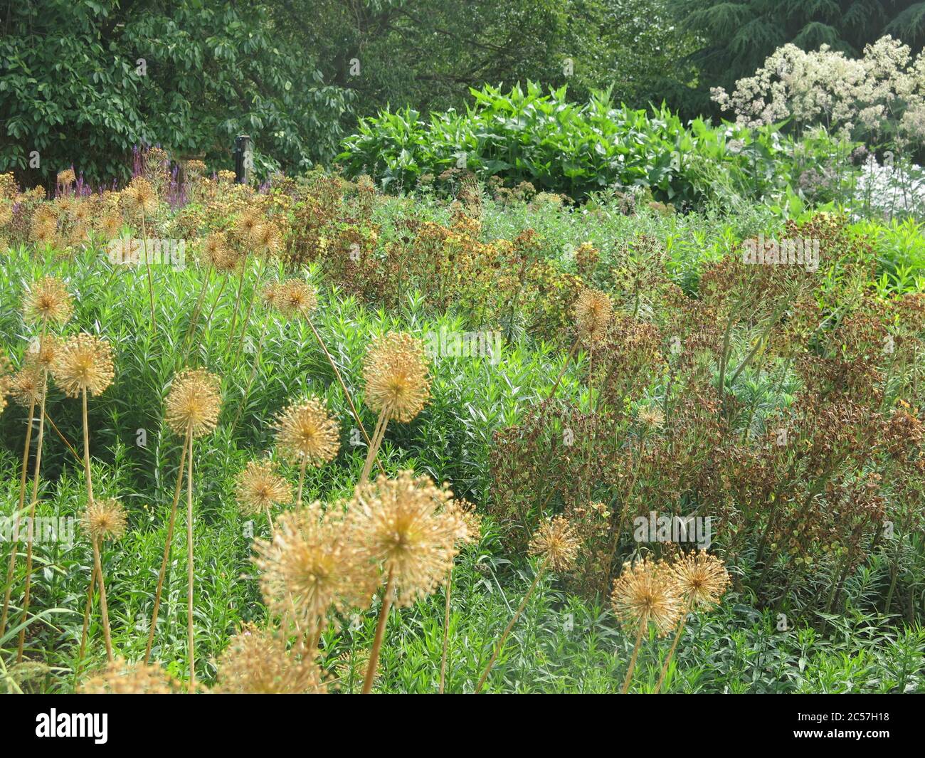 Colourful planting schemes are a feast for the eyes in the herbaceous ...