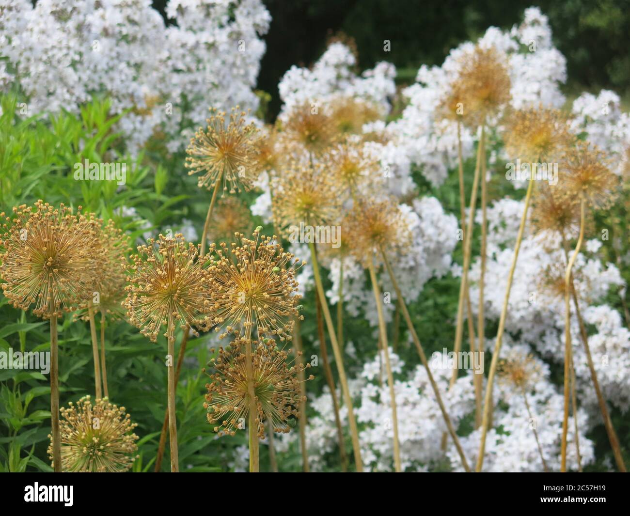 Colourful planting schemes are a feast for the eyes in the herbaceous ...