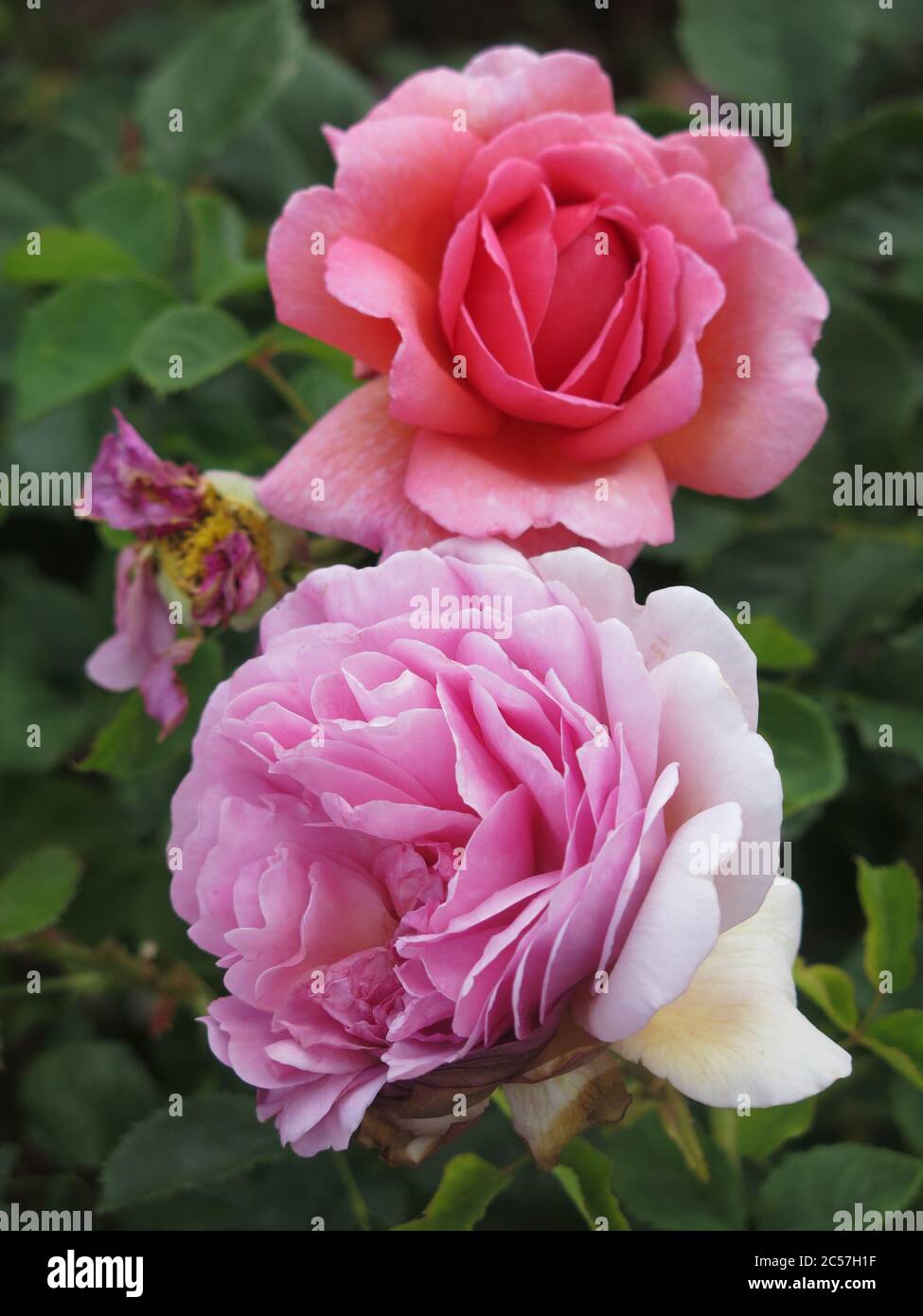 The flowering stages of shrub rose, Princess Alexandra of Kent; bright ...