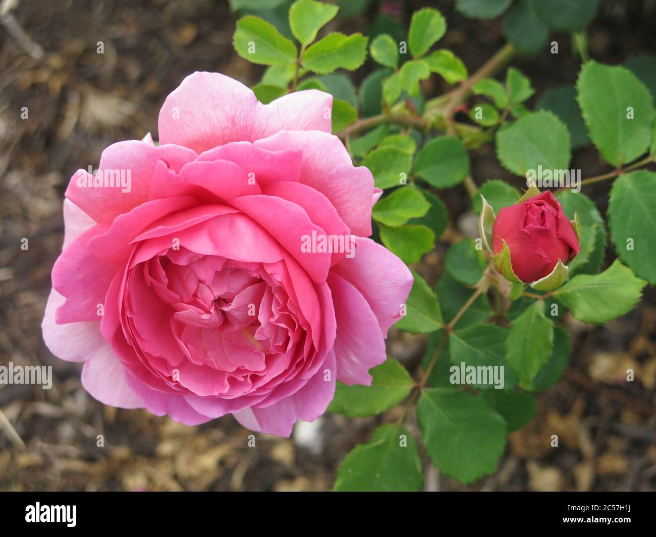 The bright pink flower and buds of shrub rose, Princess Alexandra of ...