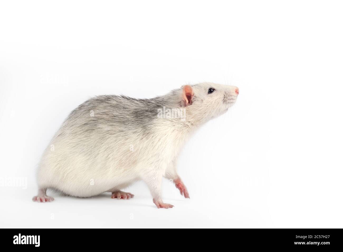 Funny and fat gray rat isolated on white background. Home pets concept ...