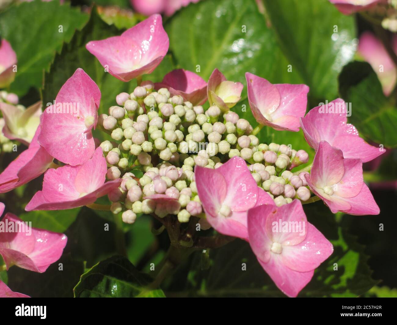 Close-up of a pink flowerhead of a lacecap variety of hydrangea ...