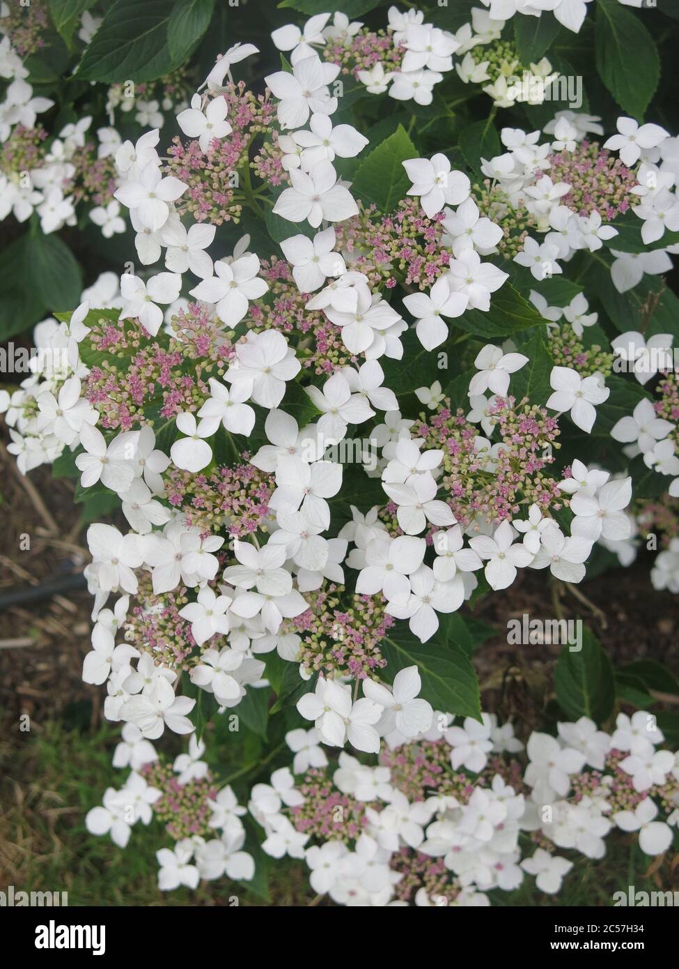 Multiple white flowerheads in full bloom of an ornamental lacecap ...