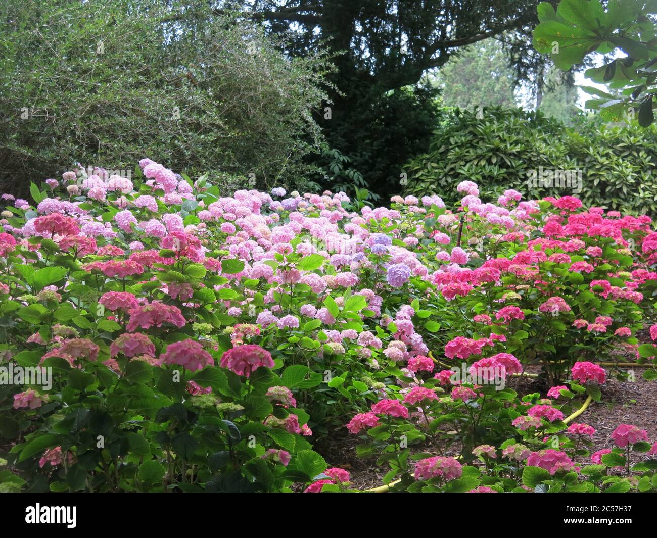 Hydrangea macrophylla at kew gardens hi-res stock photography and ...
