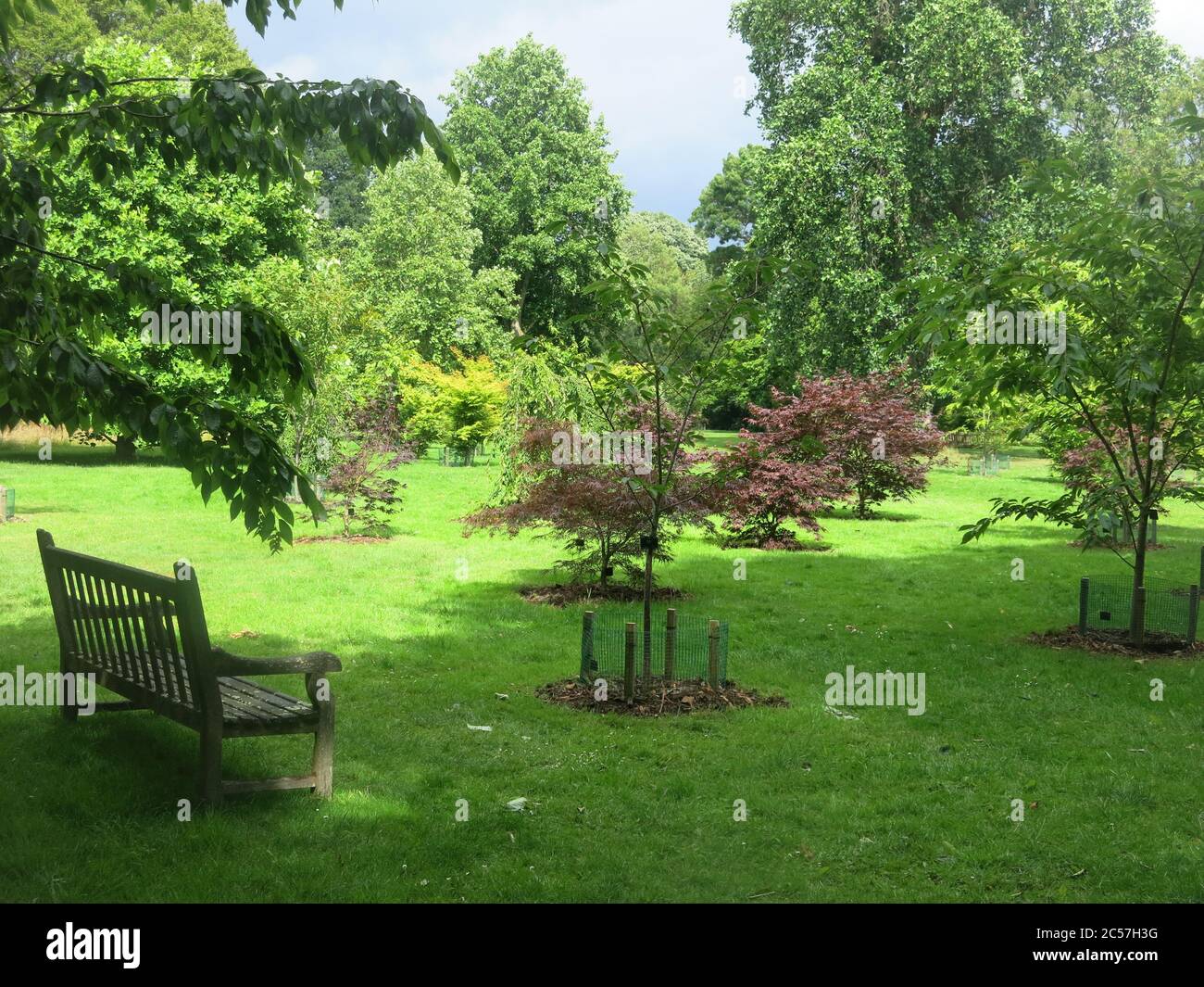 A shady garden bench where you can sit and admire the acers and enjoy ...
