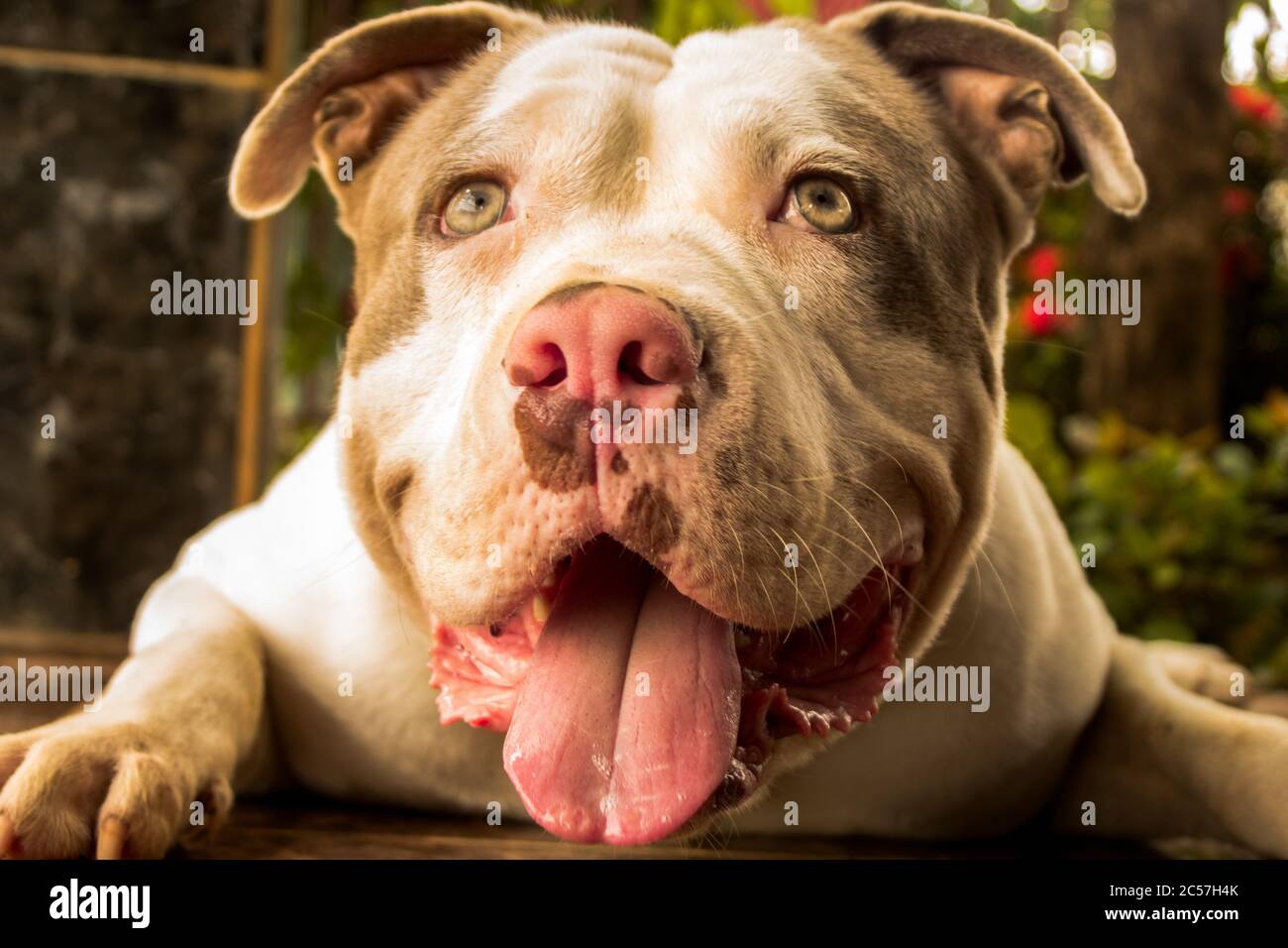 Closeup shot of a pit bull terrier face Stock Photo - Alamy