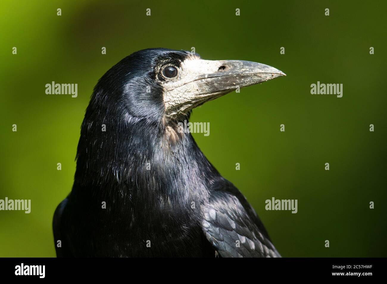 Rook bird hi-res stock photography and images - Alamy