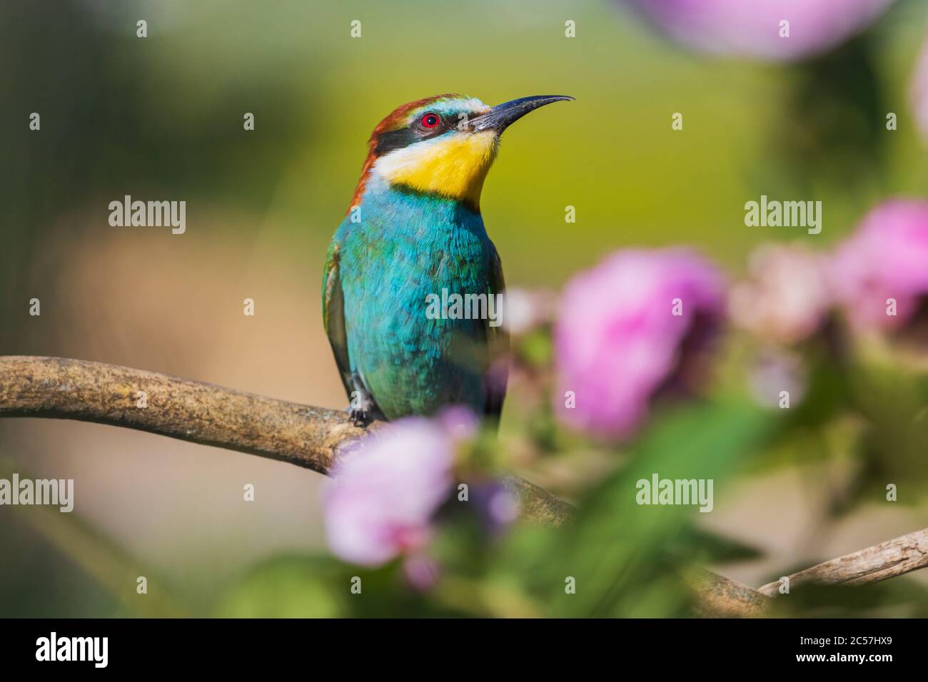 wild beautiful bird looks up thoughtfully Stock Photo - Alamy
